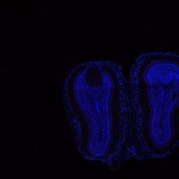 Transgenic Characterization Experiment Details :: Allen Brain Atlas ...
