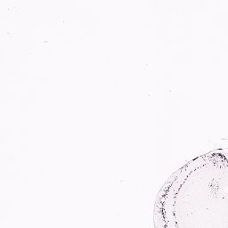 Transgenic Characterization Experiment Details :: Allen Brain Atlas ...